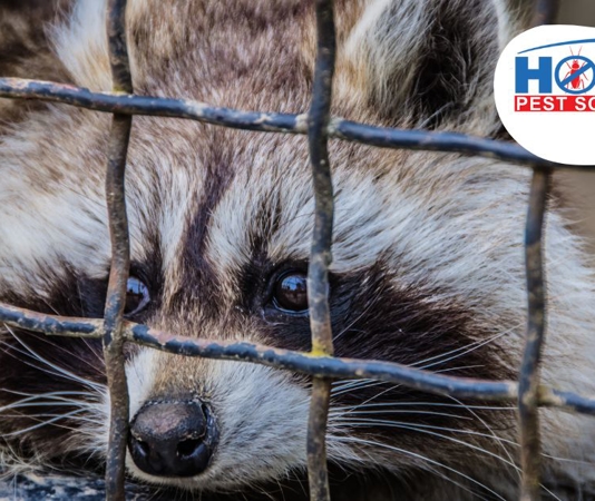 2024 Blogs | Hoffer Pest Solutions